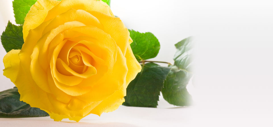 Zonta International is a leading global organization of professionals ...